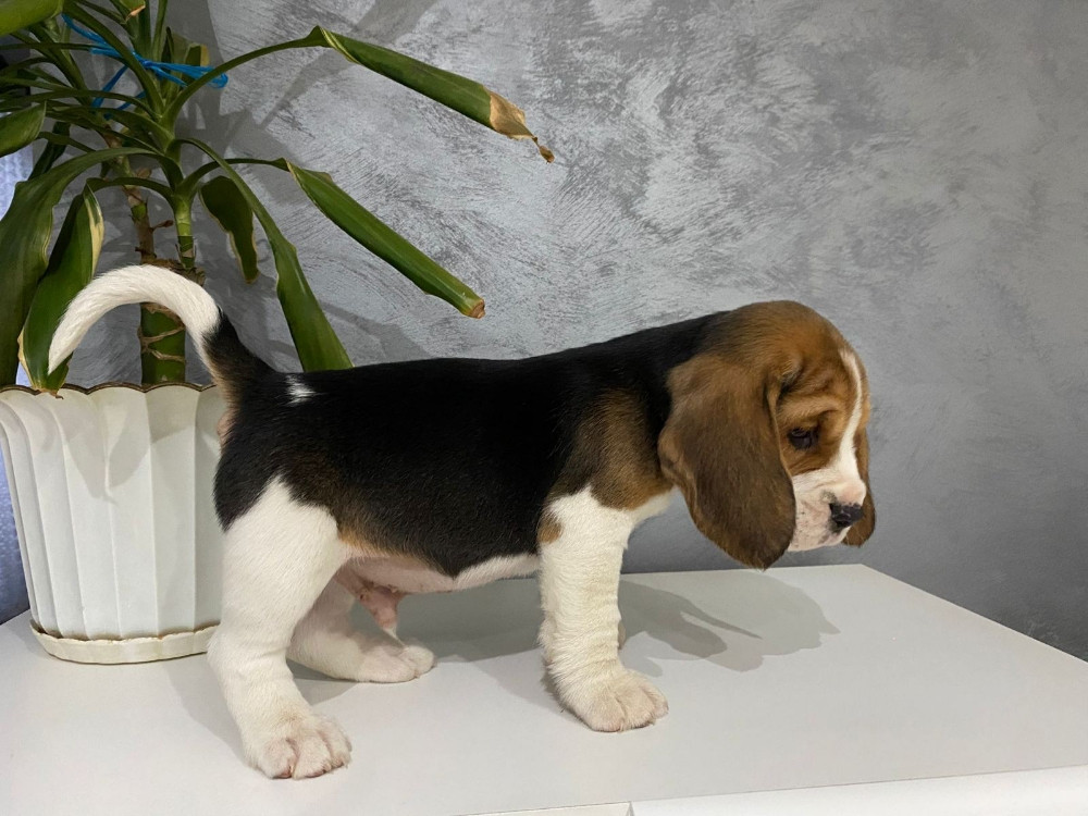 Bigl stenad - Psi i Štenad - OLX.ba