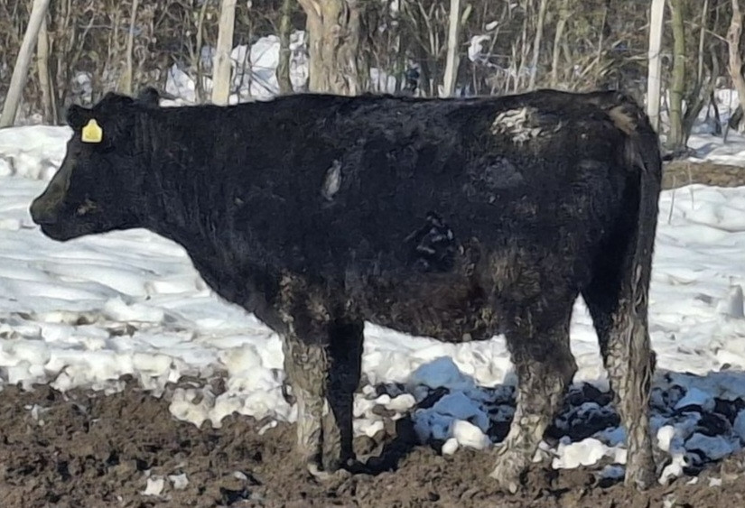 Junica steona angus - Krave - OLX.ba