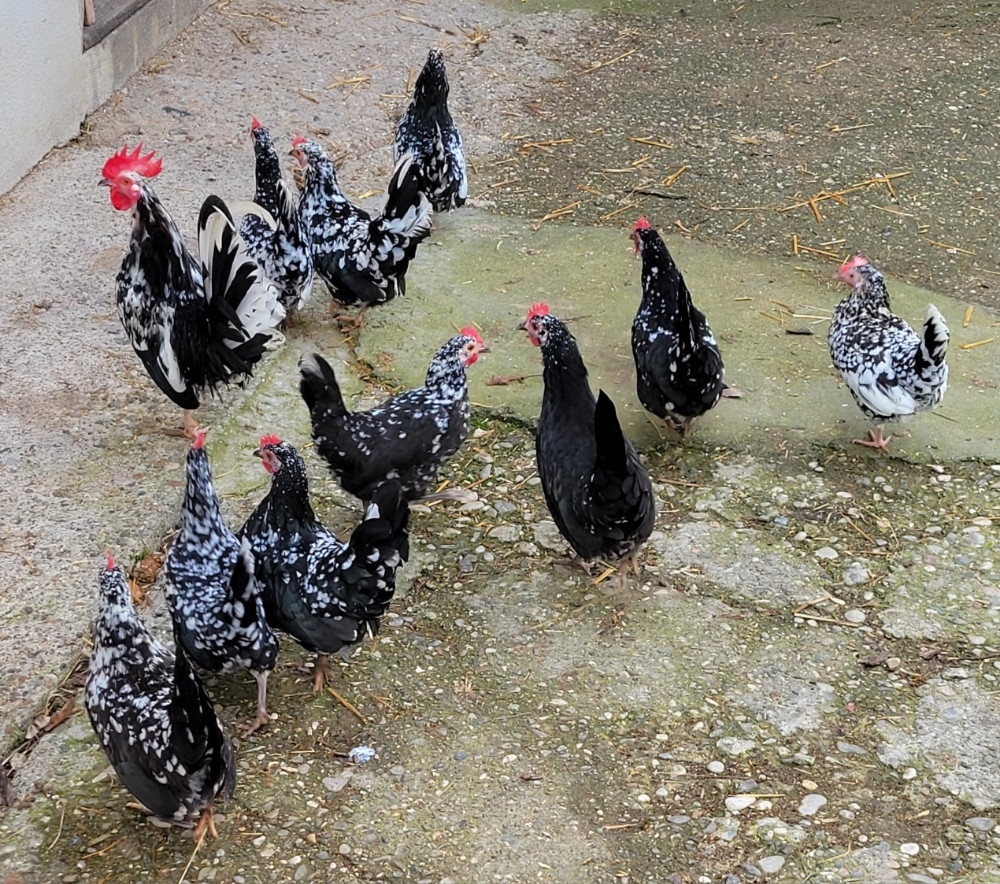 Ukrasne koke / cvrke, pilići - Kokoške - OLX.ba