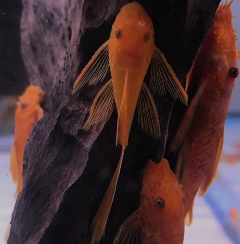 Super red longfin slajer ancistrus - Ribice - OLX.ba
