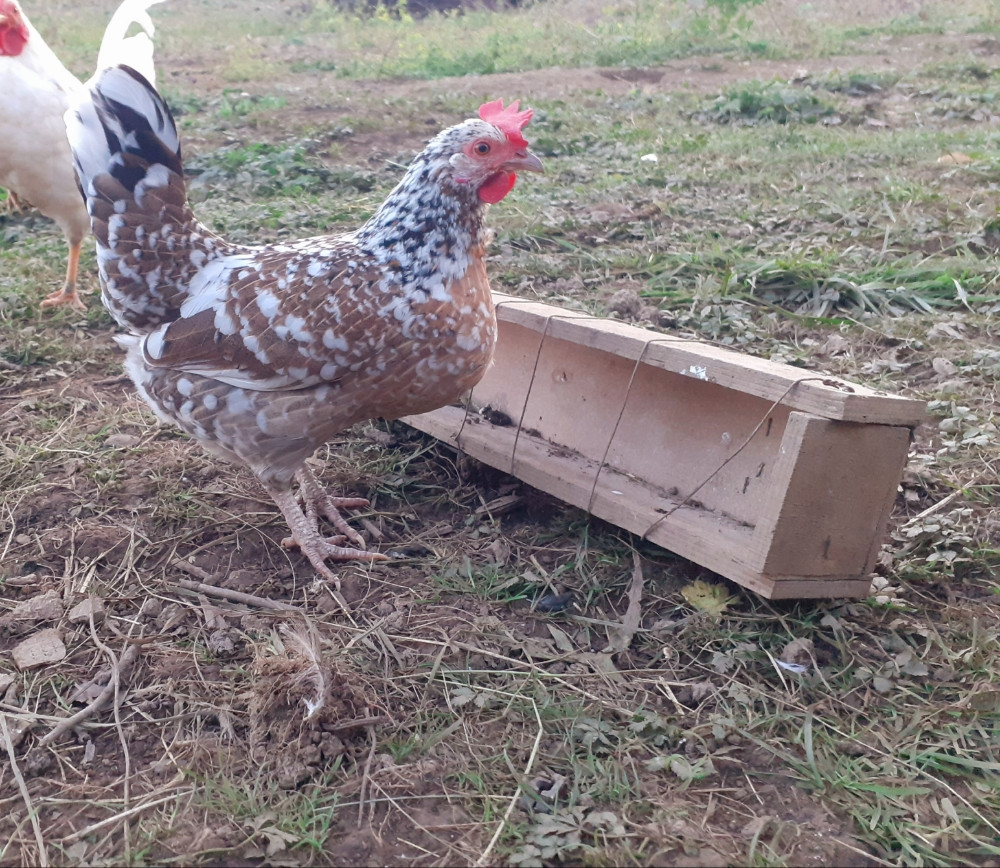 Ukrasne koke - Kokoške - OLX.ba