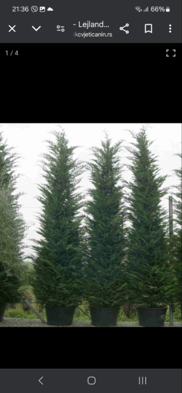 Sadnice rasadnik Leylandi čempres, lejlandi čempres - Sadnice - OLX.ba