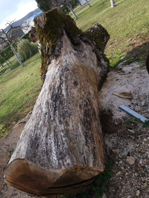 Orah stablo trupac - Trupci i rezana građa - OLX.ba