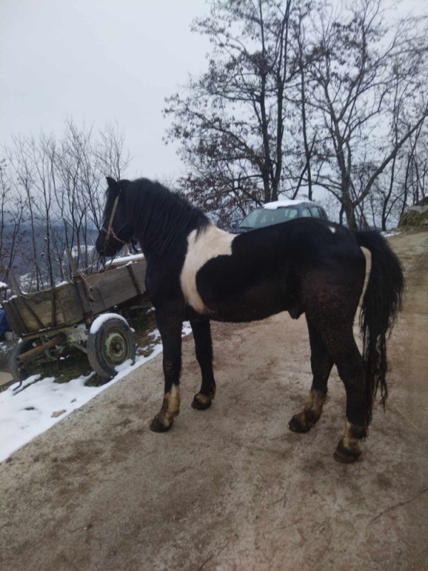 Konj konj - Konji - OLX.ba