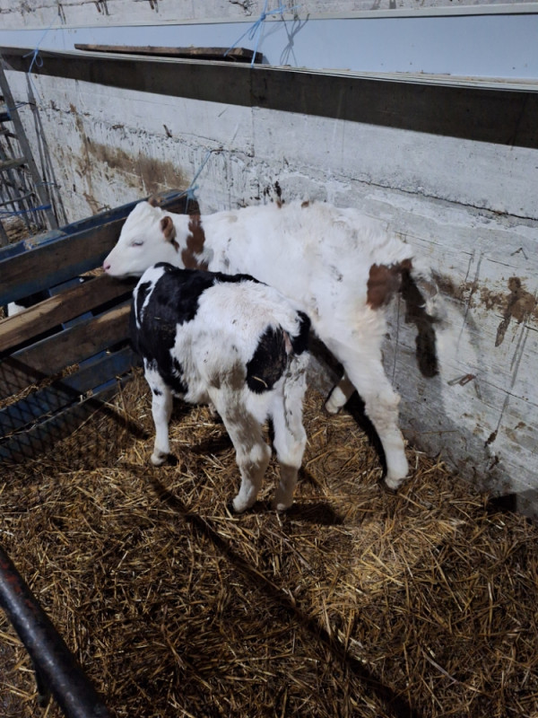 Mala telad tele 6kom - Krave - OLX.ba