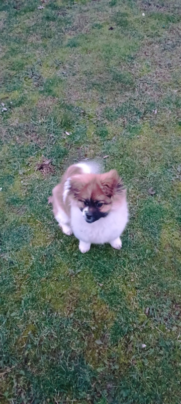 Stene Pekinezer - Psi i Štenad - OLX.ba