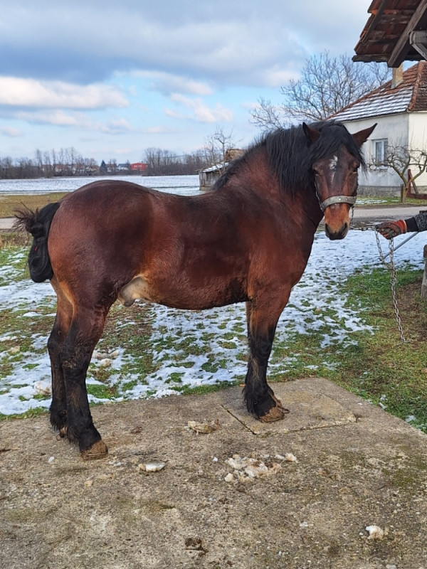 Konj I zdrijebe musko - Konji - OLX.ba