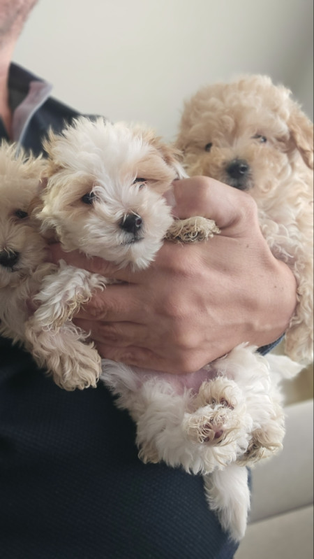 Maltipoo stenad - Psi i Štenad - OLX.ba