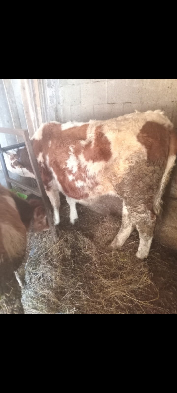 Junica simental - Krave - OLX.ba