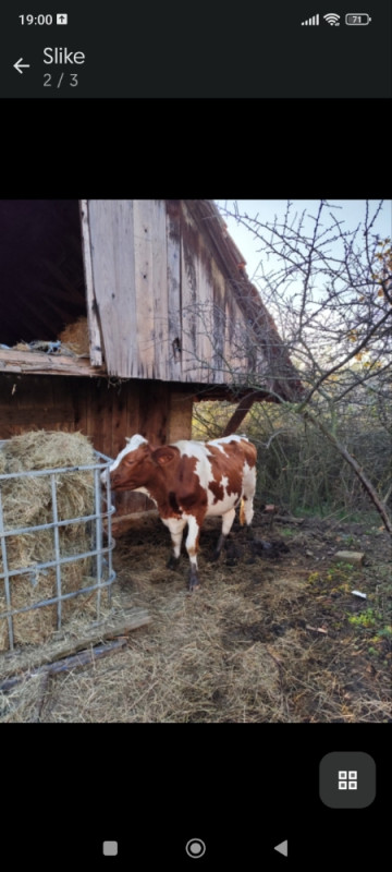 Prodajem junicu steonu - Krave - OLX.ba