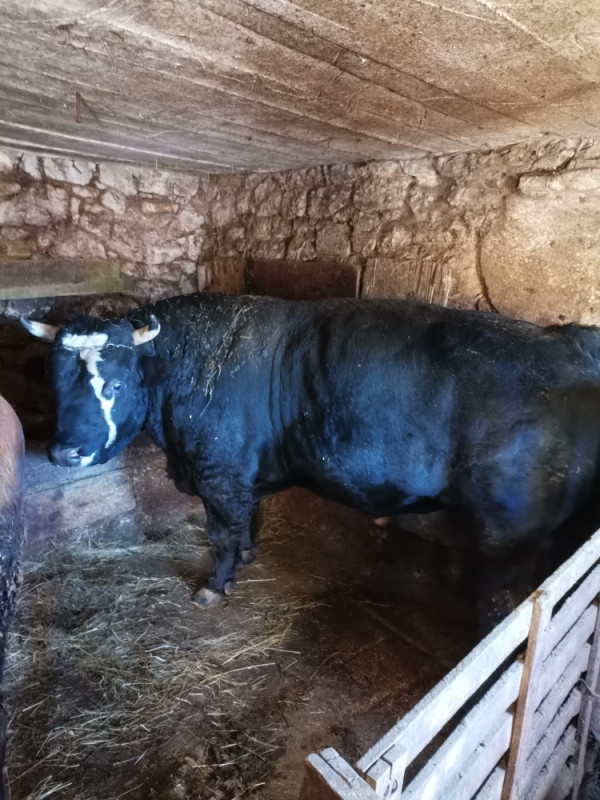 Bik bikovi bodac krave - Krave - OLX.ba