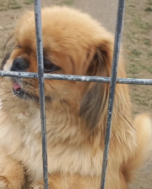 Pekinezer zenka - Psi i Štenad - OLX.ba