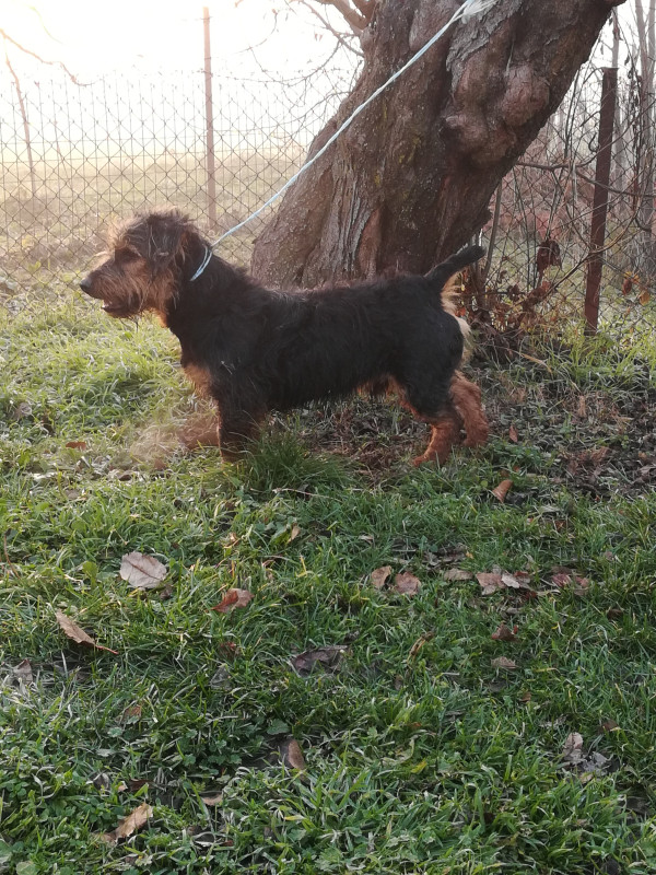 Poklanjam psa - Poklanjam (darujem) - OLX.ba