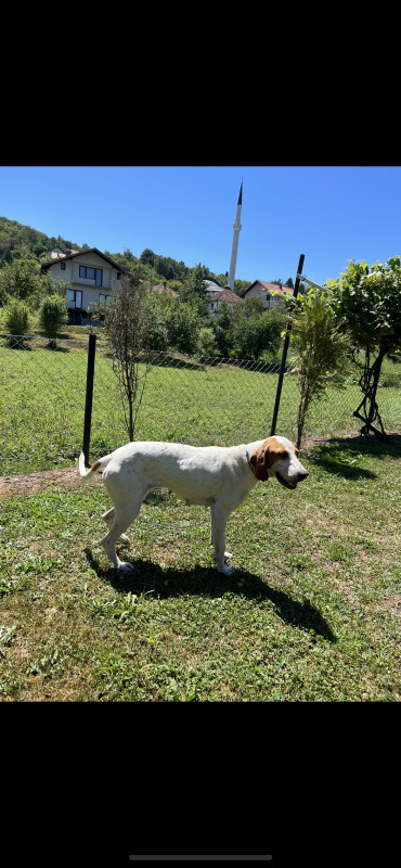 Lovacki pas Istarski Gonic - Psi i Štenad - OLX.ba