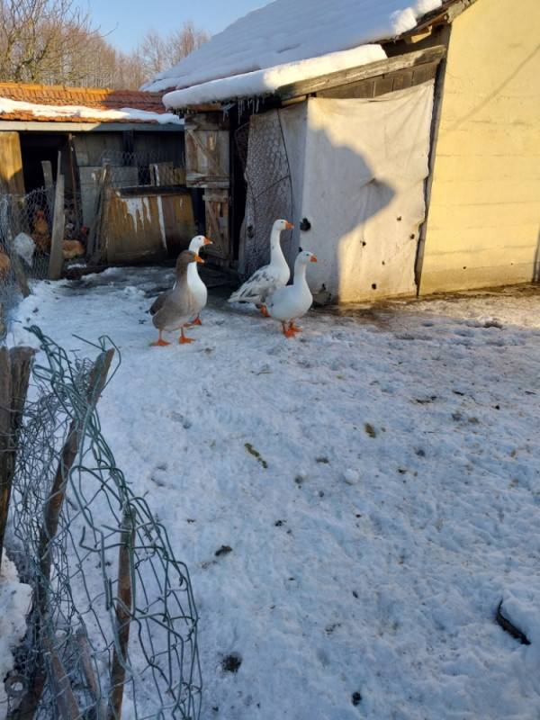 Prodajem guske - Guske - OLX.ba