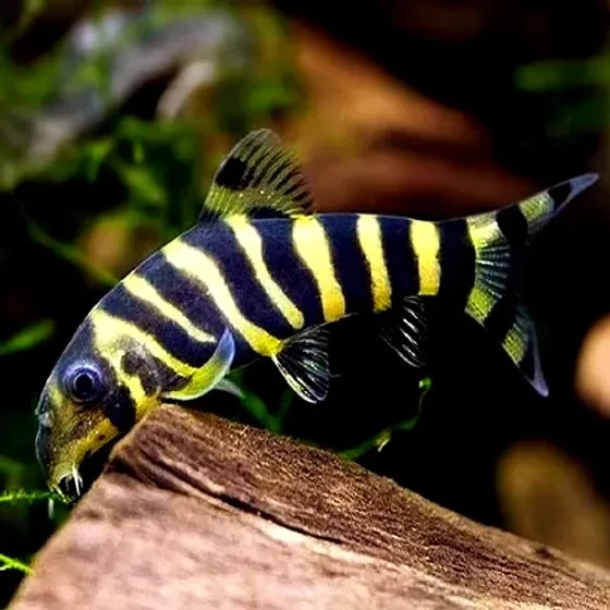 Botia Dario Dario - Ribice - OLX.ba