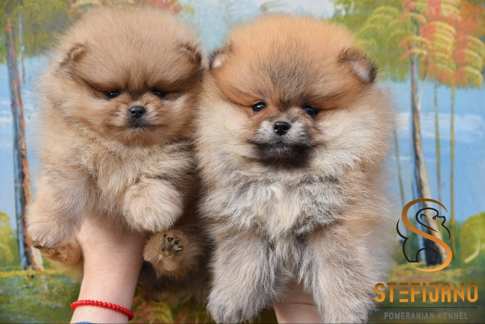 Pomeranac Boo - Psi i Štenad - OLX.ba