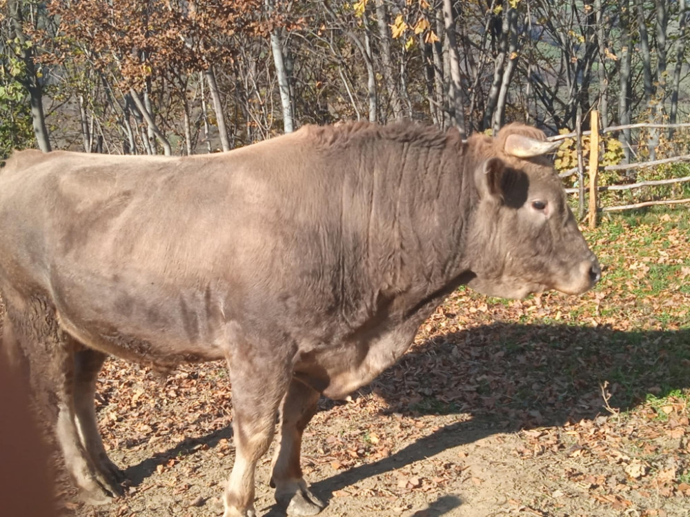 Junac bik - Krave - OLX.ba