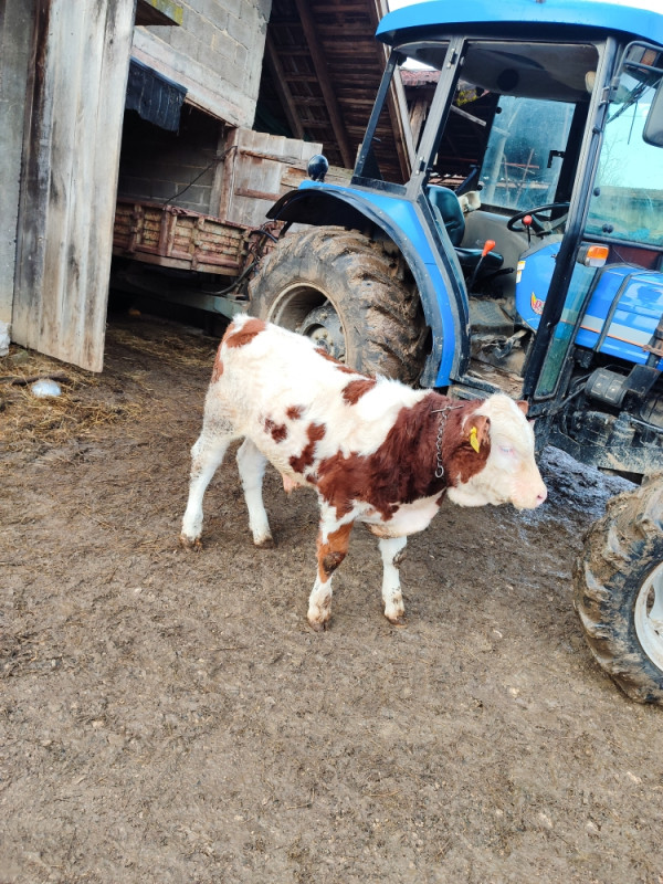 Tele musko - Krave - OLX.ba