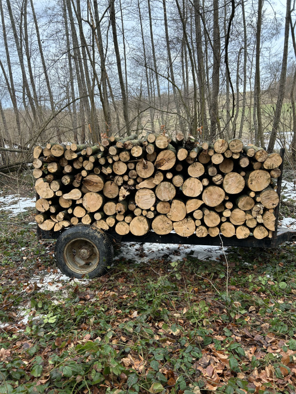 Drva Bukva - Ugalj i drva - OLX.ba