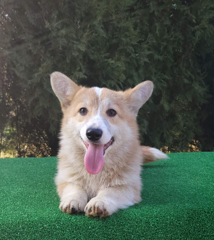 Velski korgi pembrok- corgi stenci - Psi i Štenad - OLX.ba