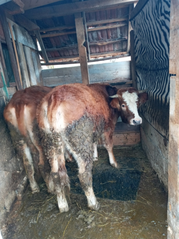 Junice dvije - Krave - OLX.ba