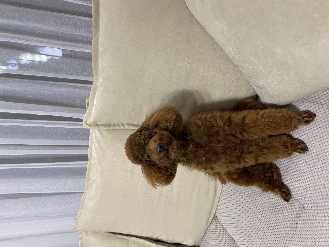 Pudla toy - muzijak za parenje - Psi za parenje - OLX.ba