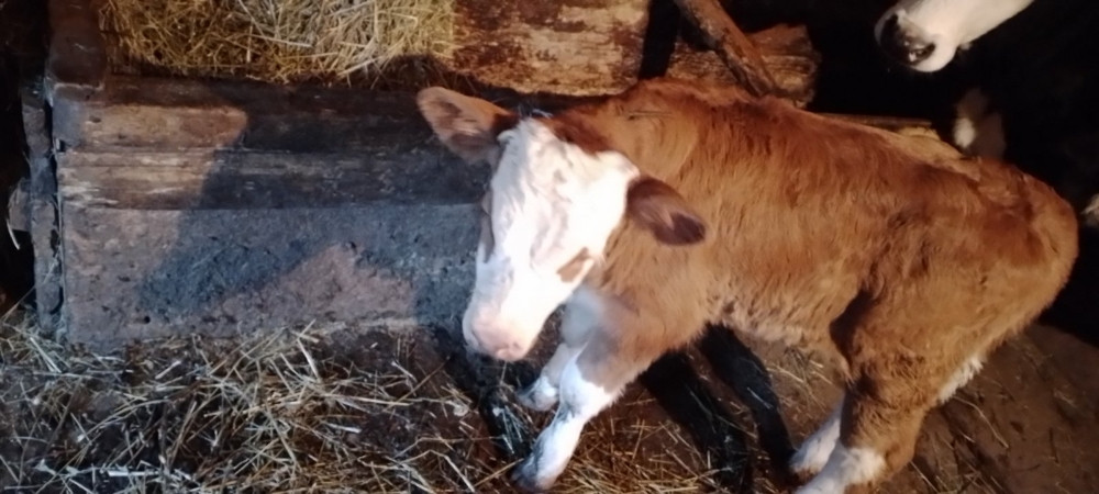 Tele telad musko - Krave - OLX.ba