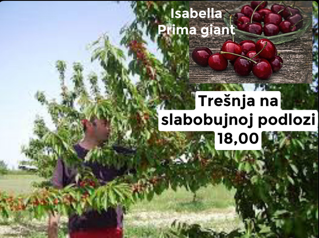 Patuljasta tresnja Tresnja niska - Sadnice - OLX.ba