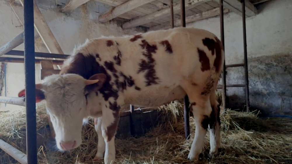 Junica 14 mjeseci simental - Krave - OLX.ba
