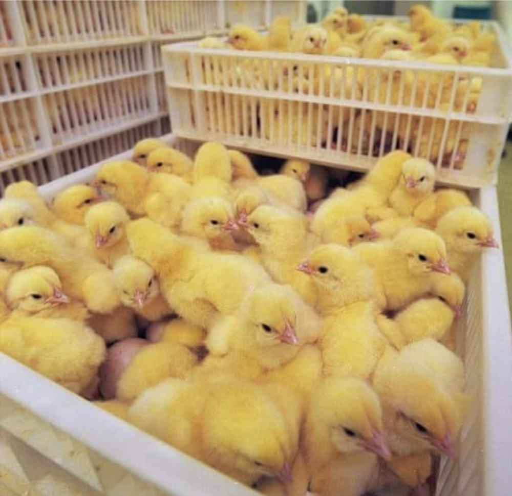 Jednodnevni tovni pilici - Kokoške - OLX.ba