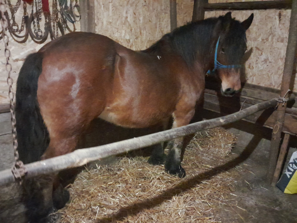 Kobila konji - Konji - OLX.ba