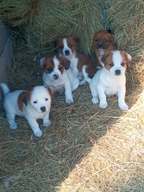 Stenad malog rasta pudlice - Psi i Štenad - OLX.ba