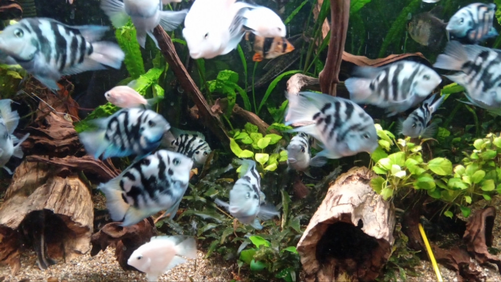 Ribice Polar blue Parrot - matični par - Ribice - OLX.ba