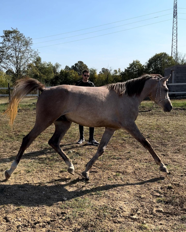 Arapski konj, konji - Konji - OLX.ba