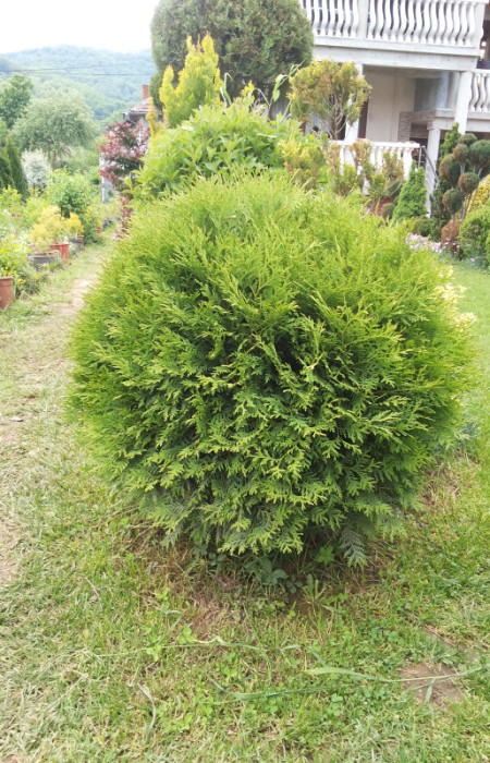 Okrugle tuje globosa. - Biljke i cvijeće - OLX.ba