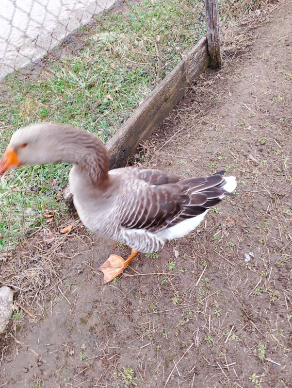 Prodajem guska - Guske - OLX.ba