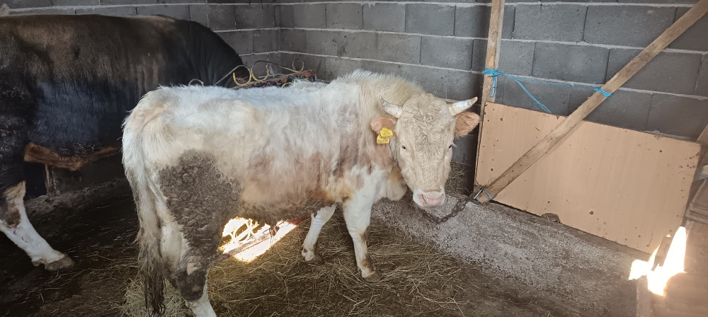 Junac krava - Krave - OLX.ba