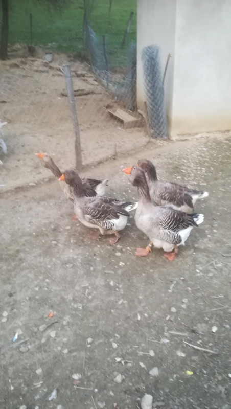 Prodaja gusaka - Guske - OLX.ba