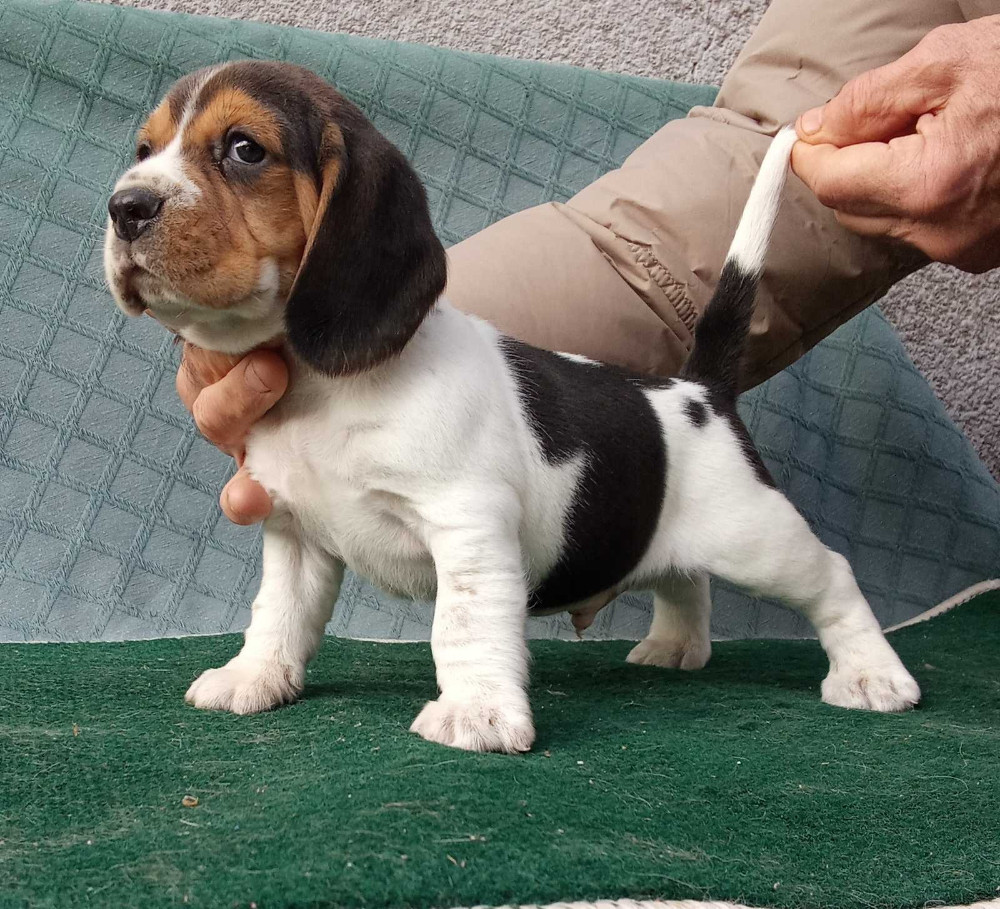 Bigl stenad - Psi i Štenad - OLX.ba