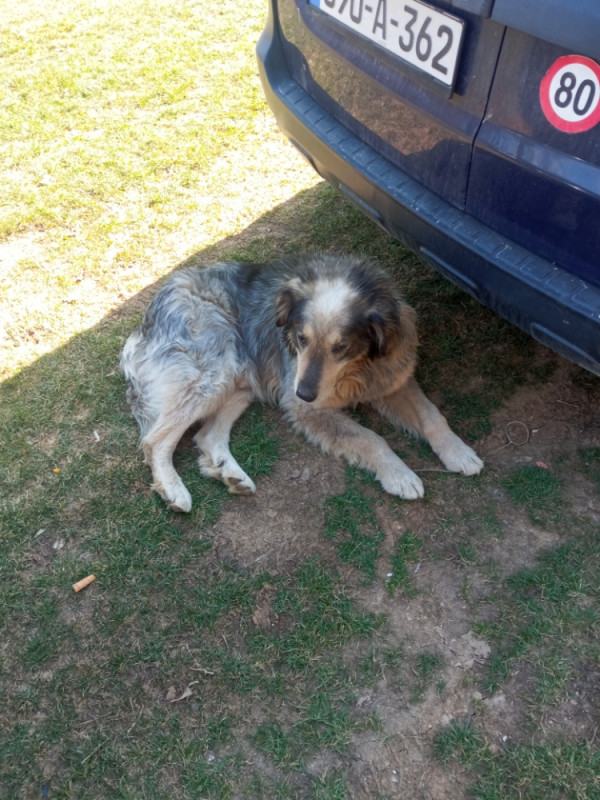 poklanjam dobrog cukupogodan za firme - Poklanjam (darujem) - OLX.ba