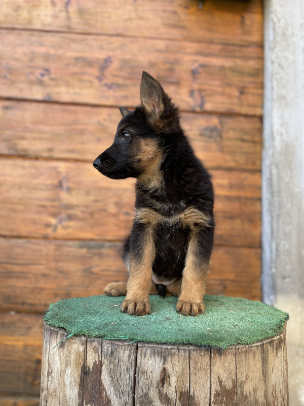 Njemacki ovcari čistokrvni Odlične krvi !! - Psi i Štenad - OLX.ba