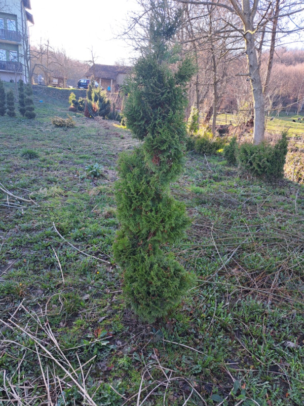 Cempresi tuje - Sadnice - OLX.ba