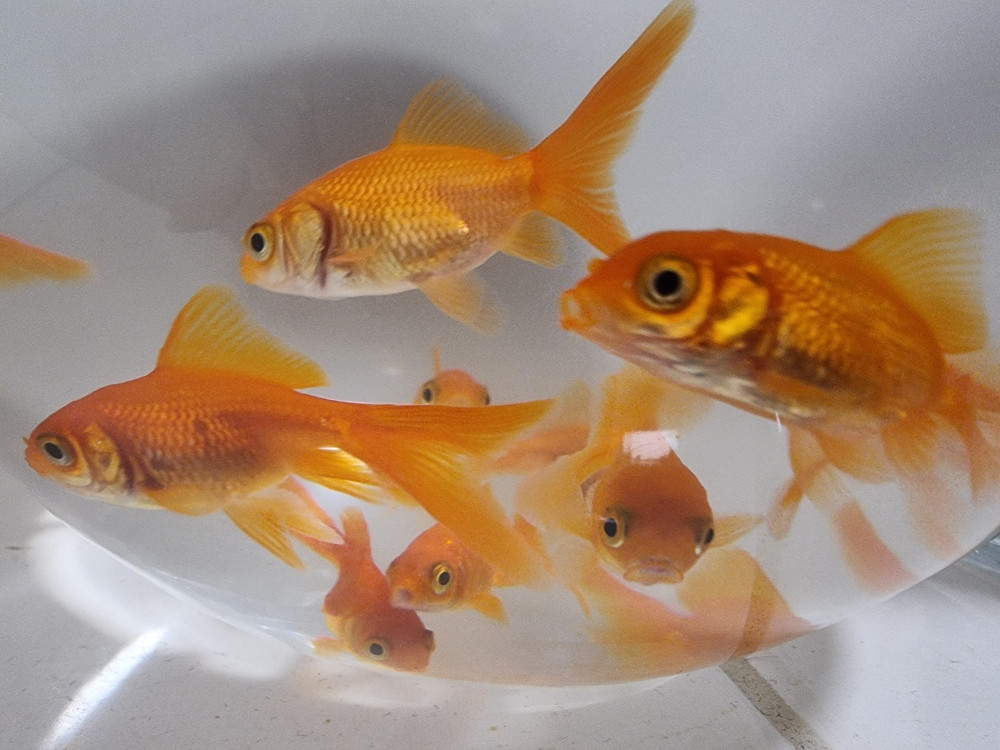 Zlatne ribice - japanke - 50 komada - Ribice - OLX.ba