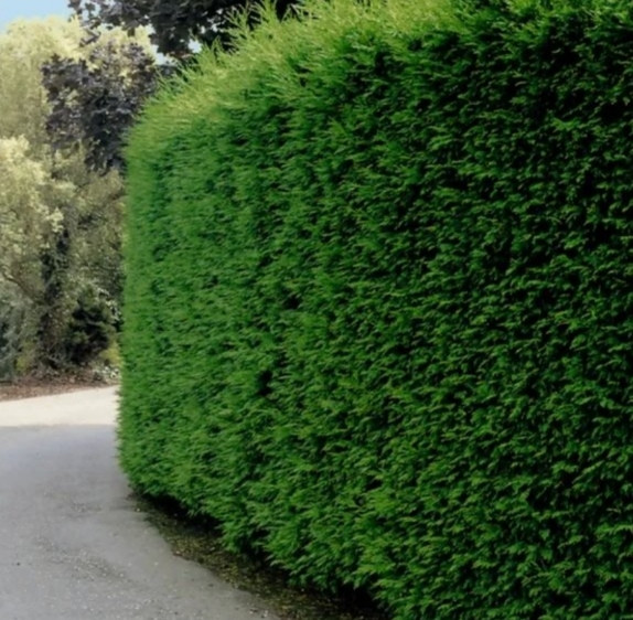 Leylandi cempres leylandii leylandski lejland sadnice tuje - Sadnice ...