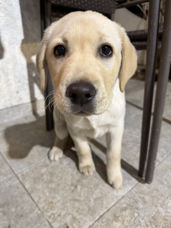 Labrador retriver stene - Muzjak! - Psi i Štenad - OLX.ba