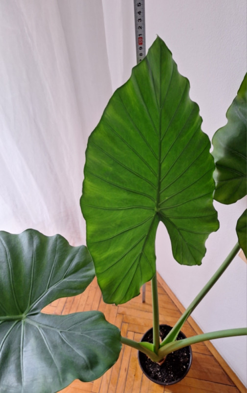 Kucna biljka cvijet Adam - Biljke i cvijeće - OLX.ba