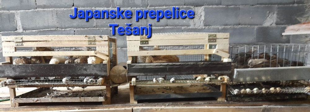 Uzgoj i prodaja jaja Japanske prepelice - Meso i mesni proizvodi - OLX.ba