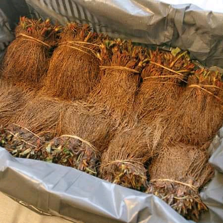 Prodaja sadnice jagode Mjesecarka Frigo Orginal radaju kroz 45 d ...