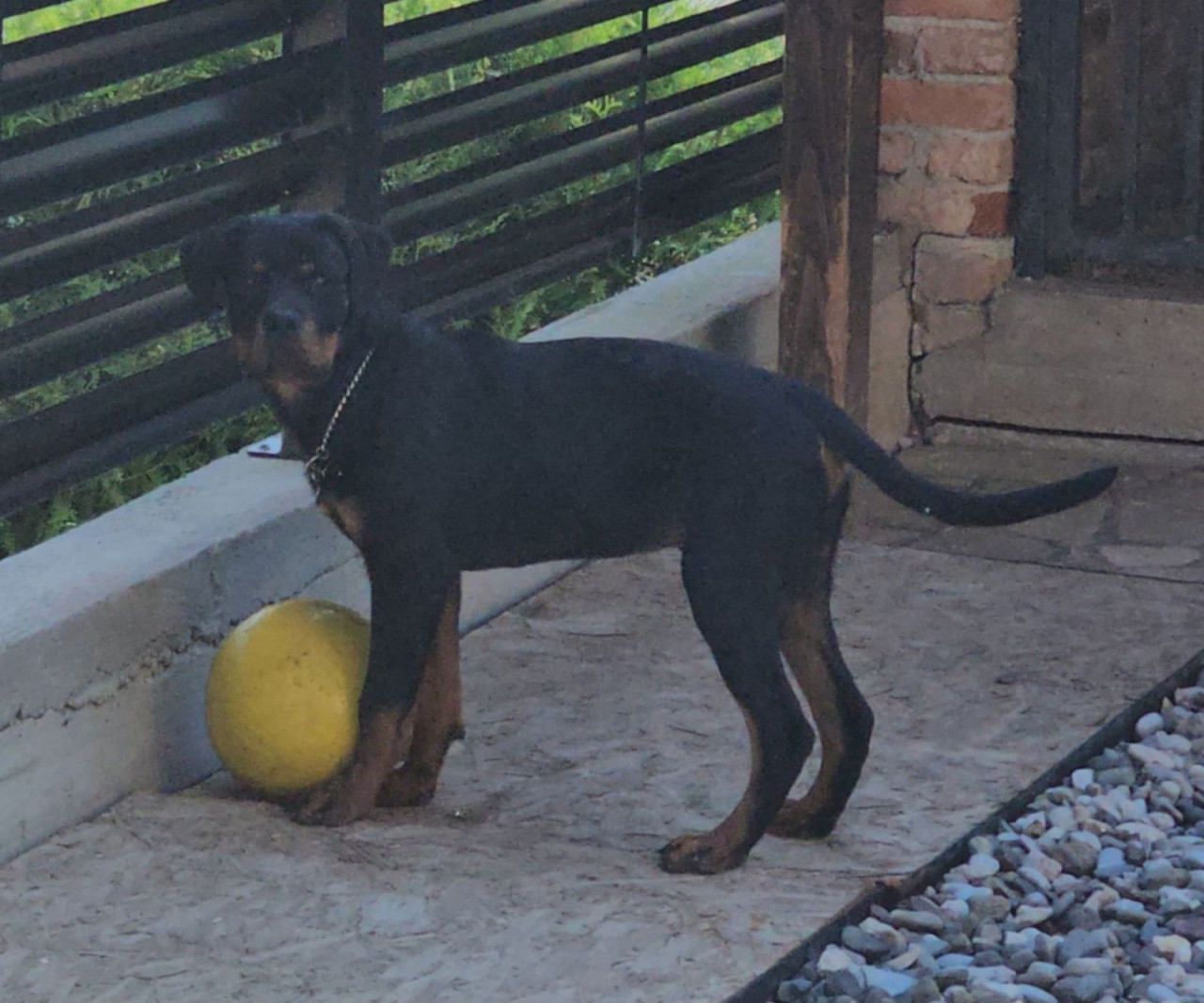 Poklanjam zenku - Poklanjam (darujem) - OLX.ba